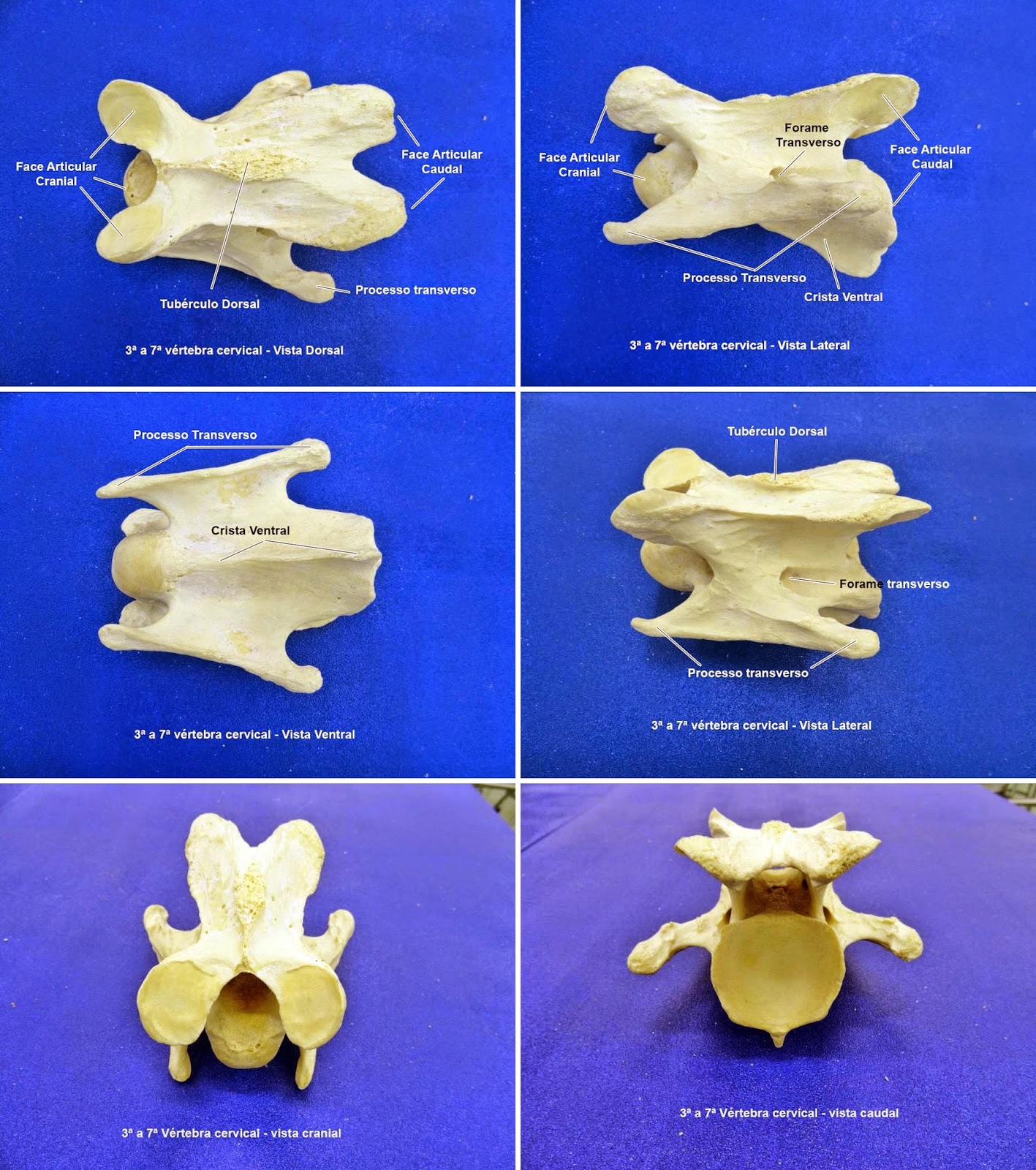 Aulas - Laboratorio de Anatomia e Fisiologia Animal - LAFA
