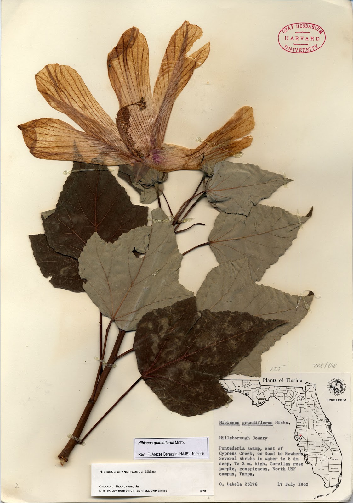 Biologi: Herbarium