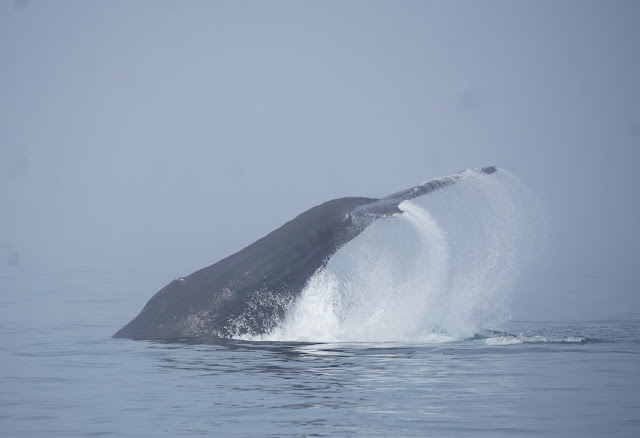 Souvenir Chronicles: CANADA: WHALE WATCHING IN NEW BRUNSWICK