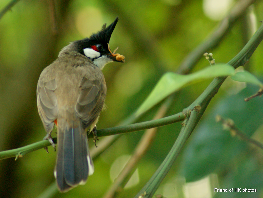 Photographic Wildlife Stories in UK/Hong Kong: Tough birds----Where ...
