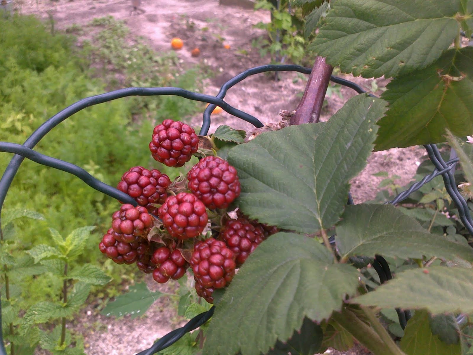 Amoras e Framboesas | A Horta Familiar