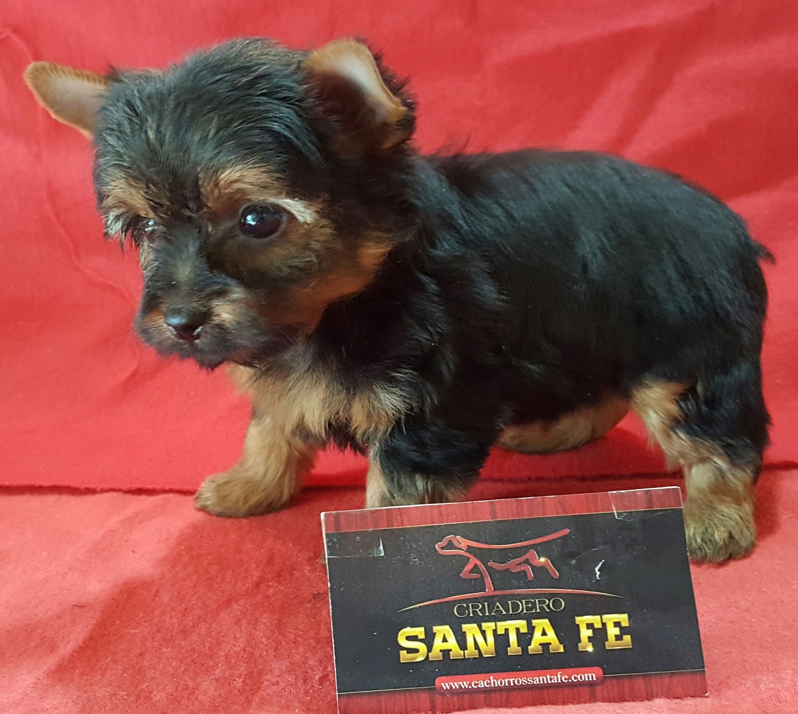 Criadero Santa Fe México: YORKSHIRE TERRIER
