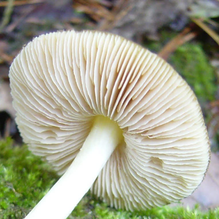 El mundo microscópico de los hongos: Pluteus romellii (Britzelm.) Lapl.