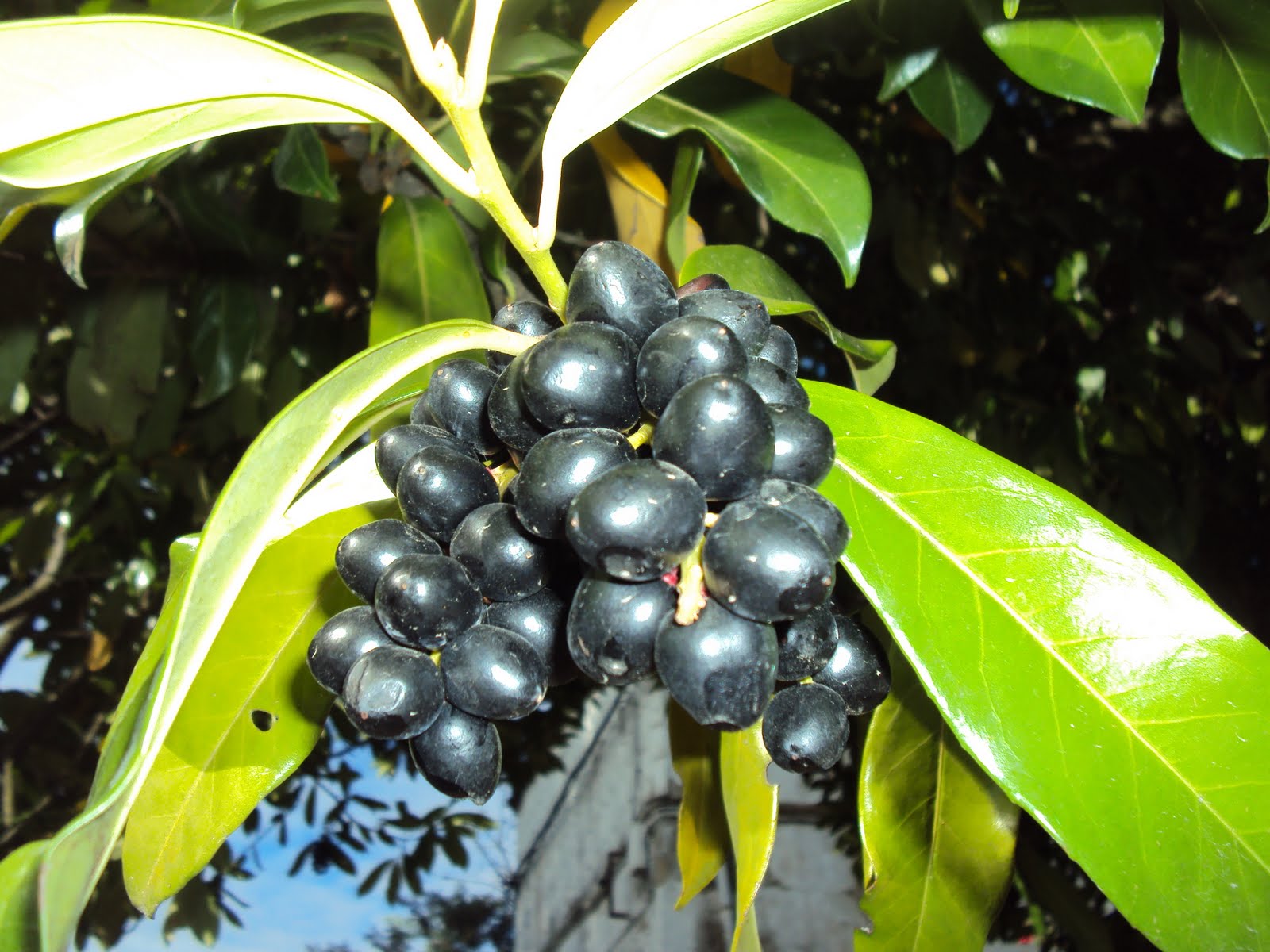 Finding my way on The Way: Duhat?