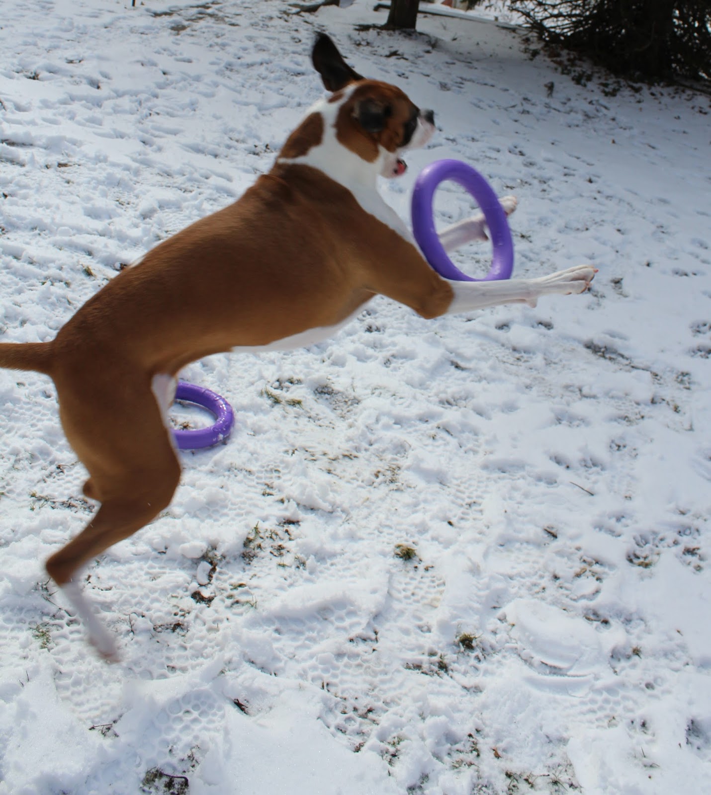 Dog Madness: Puller An Unique Interactive Training Device For A Healthy ...
