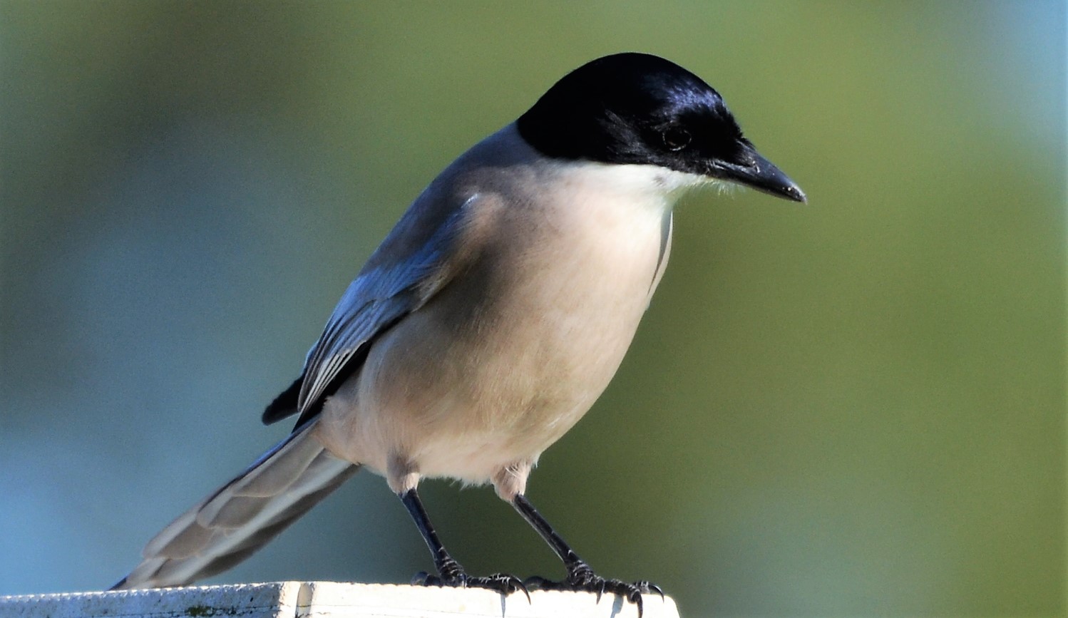 Imagens da vida animal: Pega-azul (Cyanopica cyanus)