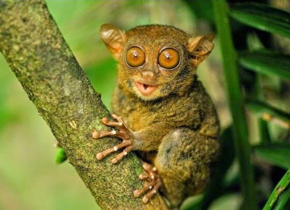 seeing INDONESIAN the Miracle of North Archipelago_EXplore TRAvel Guide ...