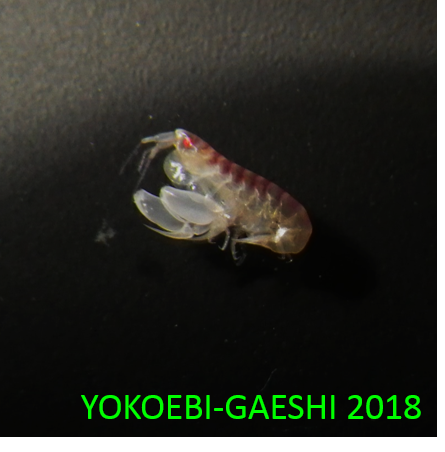 ヨコエビがえし: 3月 2018