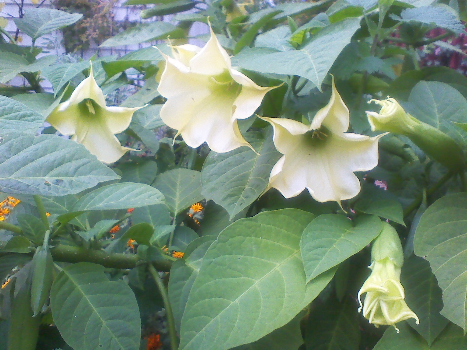 Extend the Season: Angel Trumpet
