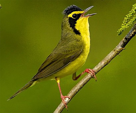 Bellas Aves de El Salvador: Geothlypis formosa ( chipe cachete negro o ...