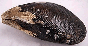 Penco: ¿CHOLGA O CHOLGUA?: THAT IS THE QUESTION