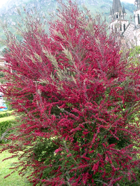 FLORS: Manuka (Leptospermum scoparium)