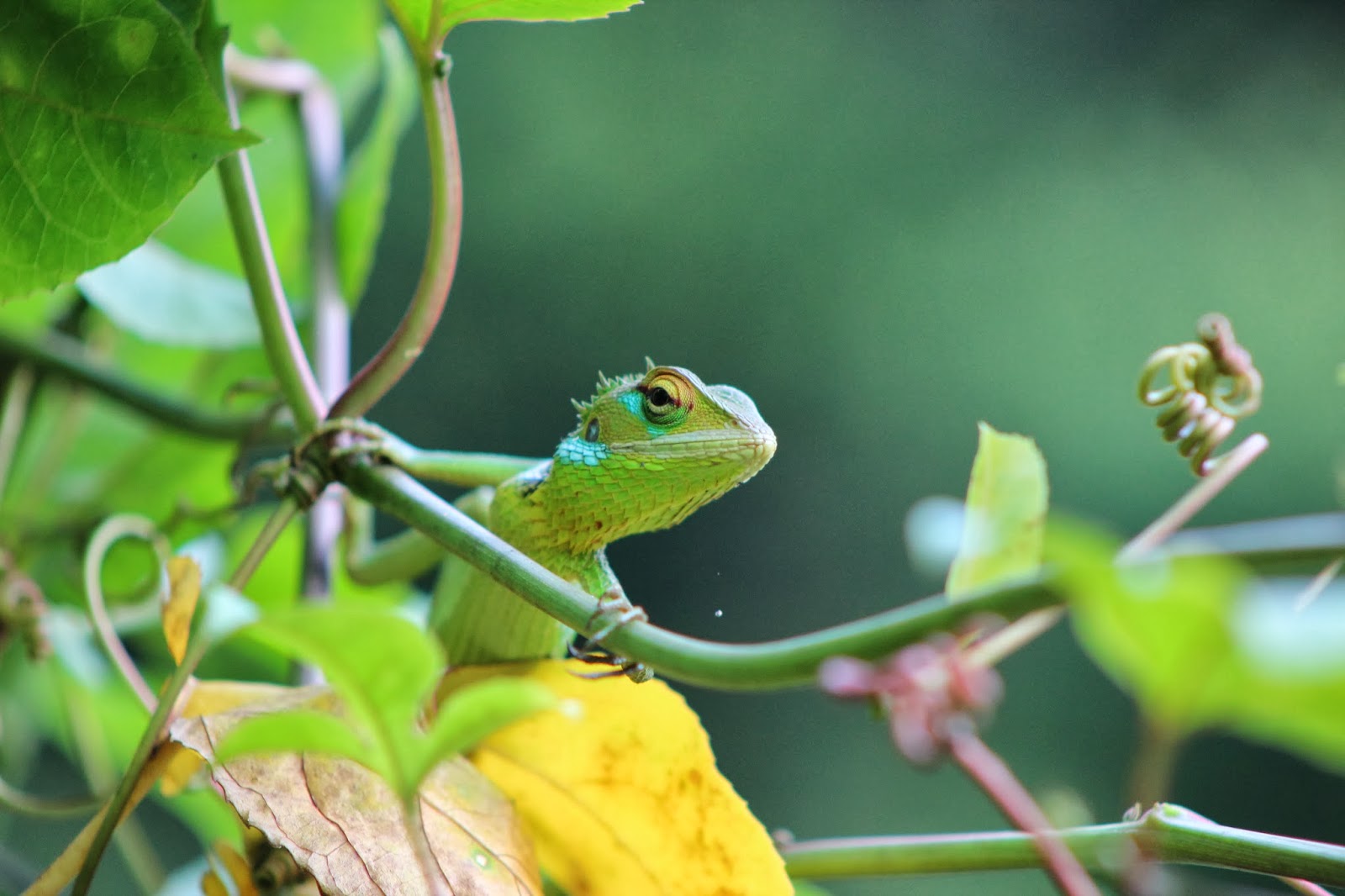 Bats Not Birds: Lizards