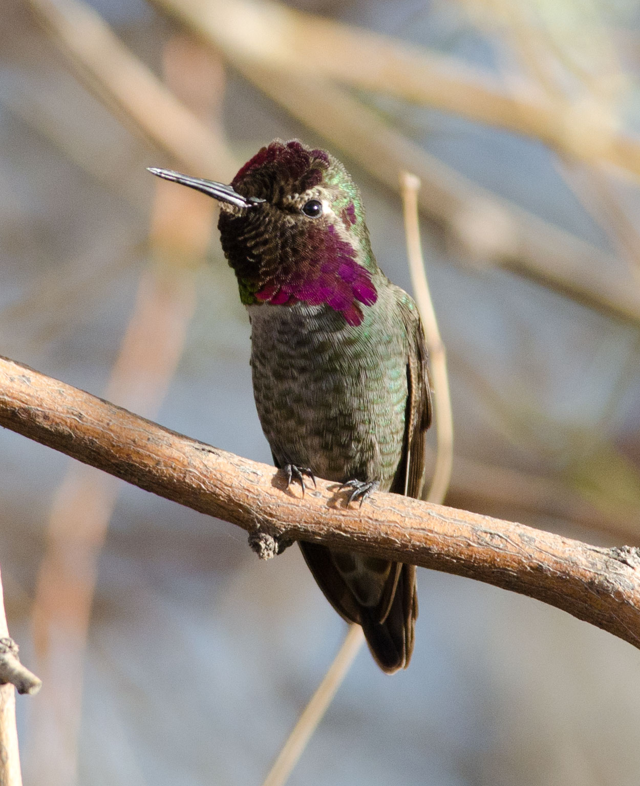 Gordon's Birding Adventures: Gilbert Riparian Water Preserve - 9 ...
