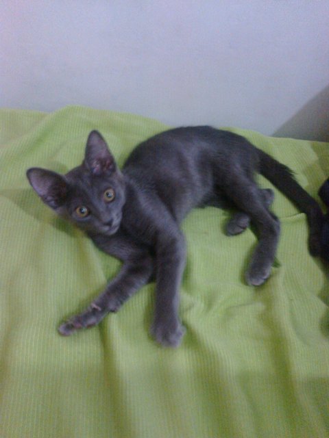 Adoptándonos: Adorable gatita de color gris plomo en adopción