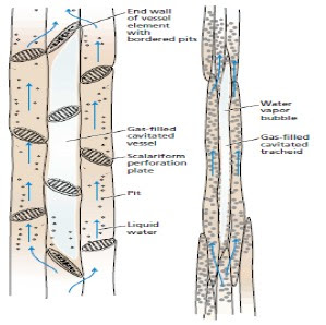 Transport Pada Tumbuhan ~ Berbagi Ilmu
