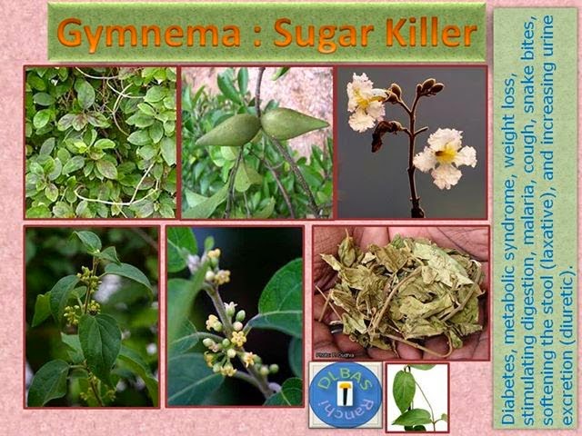 Acupressure & Natural Therapy: Gymnéma Sylvestre : Sugar Killer