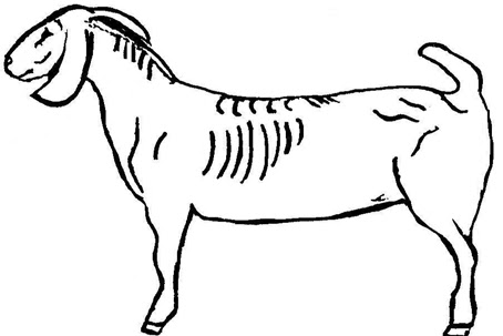 G: Choosing Correct Goat Based on Body Condition Score (BCS)