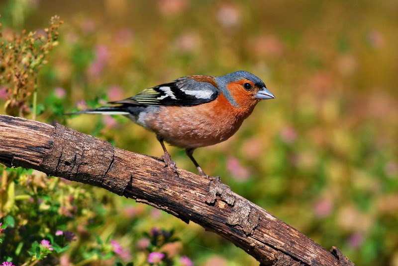 Universo Animal: Pinzón vulgar