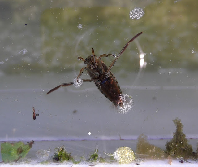 La senda del naturalista: Notonecta.