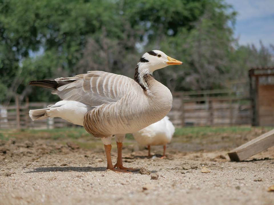 Edita Olaizola: La oca que se convirtió en pato