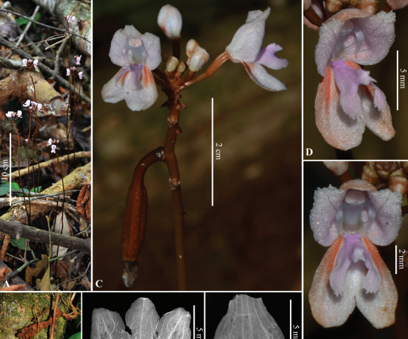 Species New to Science: [Botany • 2020] Didymoplexiella laosensis ...