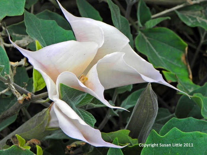 The Ghost Flower [1918] | recent movie releases - gianthelper