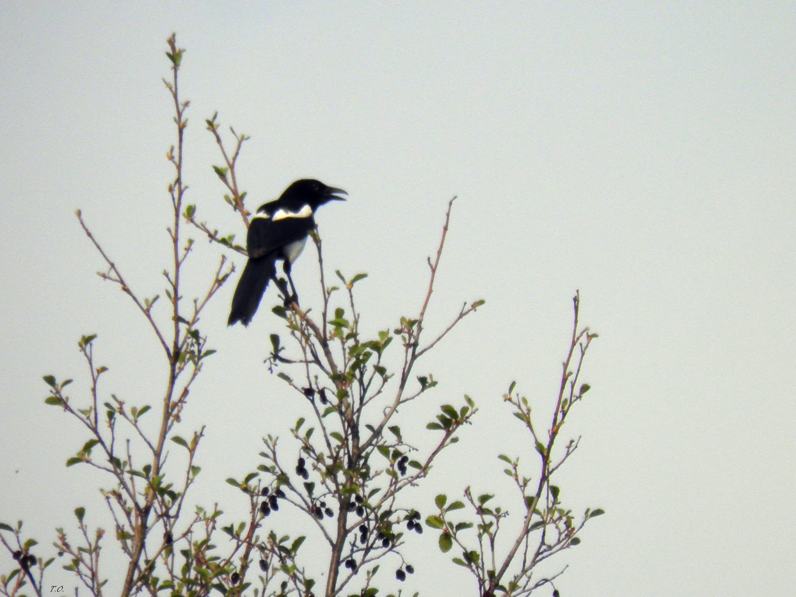 PASARI DIN ROMANIA: COTOFANA, Pica pica