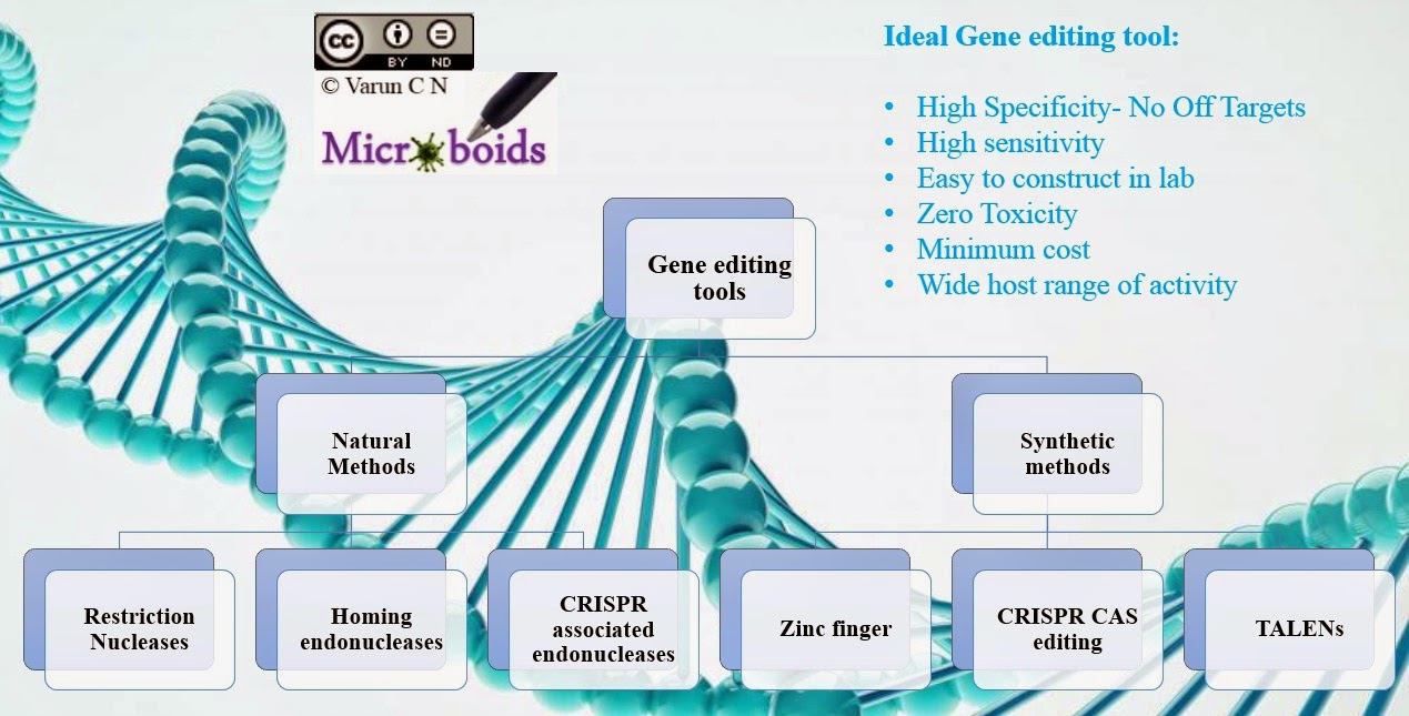 Lab Series# 6: A short introduction to TALEN