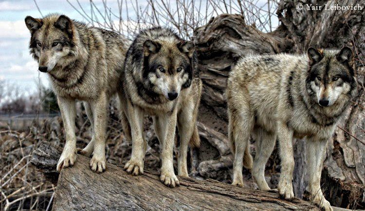 Scubi, o Lobo do Rock: Tudo Sobre Lobos