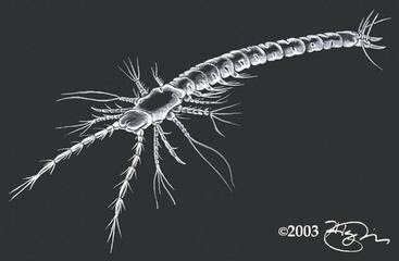 Variety of Life: Mystacocarida