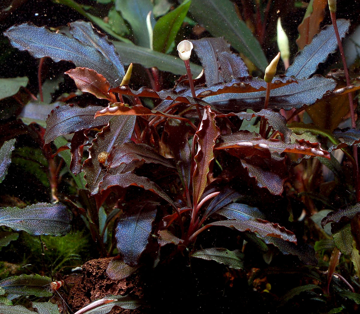 Bucephalandra: Bucephalandra sp. Brownie Ghost