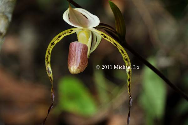 The rainforests of Borneo & Southeast Asia: Paphiopedilum stonei ...