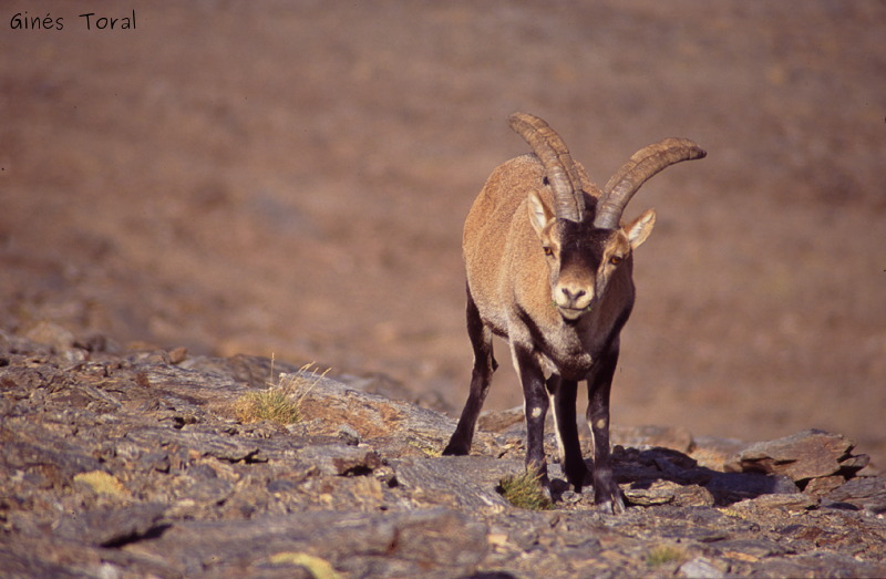 LaPedrera: CABRA MONTESA. Capra pyrenaica.