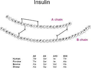ursulapowerbiol4550: Assignment #1 - Insulin - Hormone Origin ...