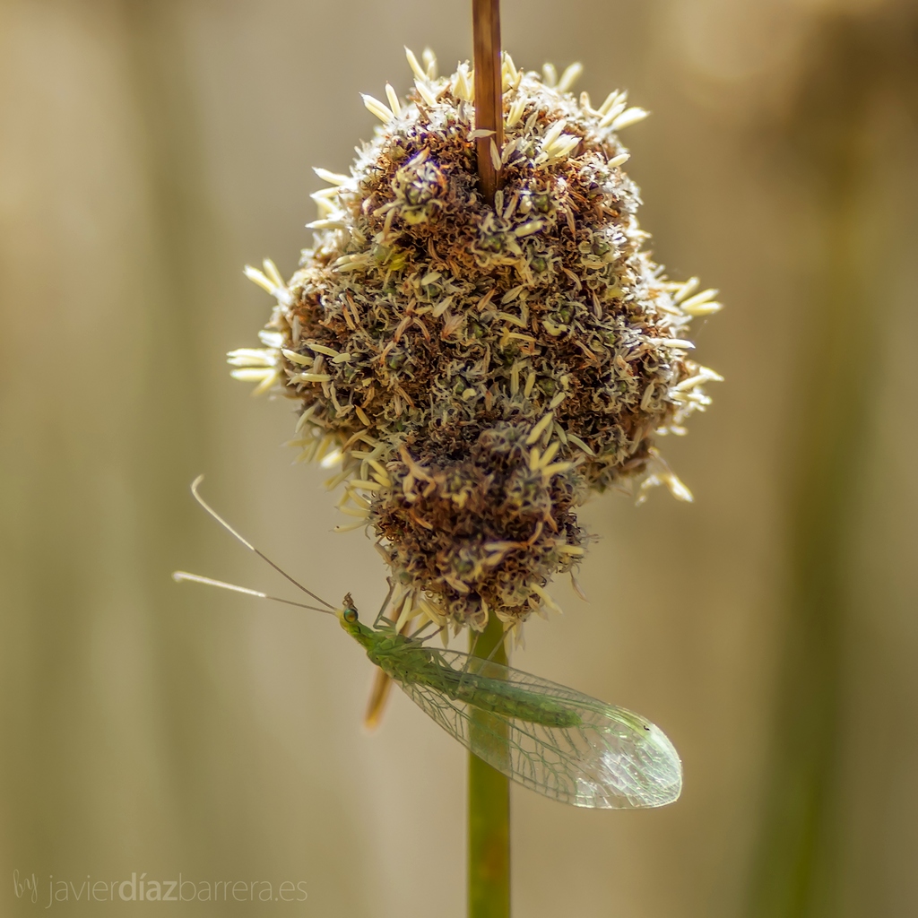 Bichos y plantas de León: Crisopa