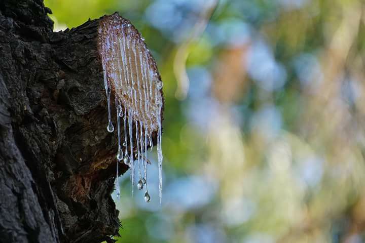 KOTLI SATTIAN: PINE SAP, RESIN AND TURPENTINE