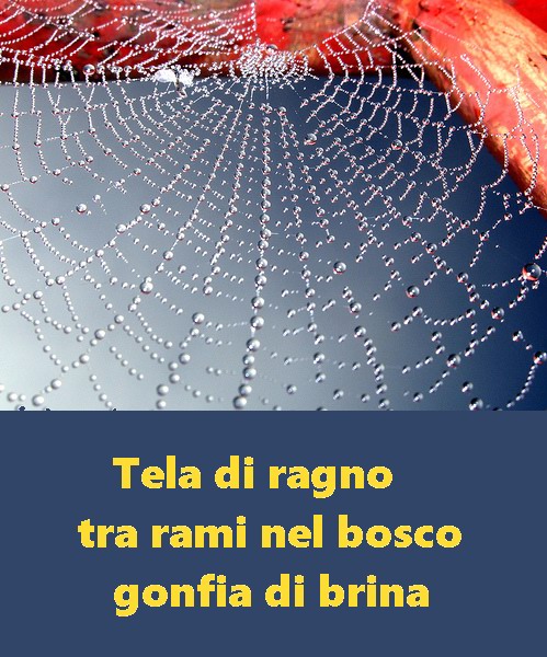I miei haiku...: Tela di ragno...