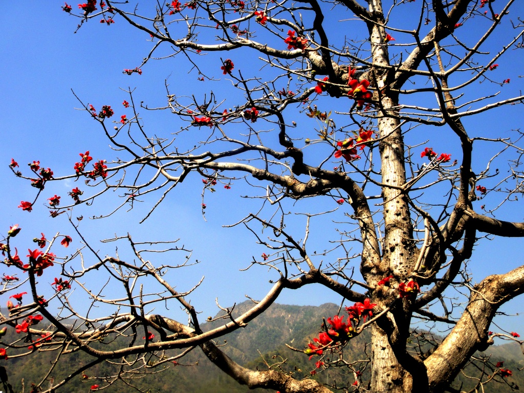 who can speak of me?: For the love of silk cotton trees