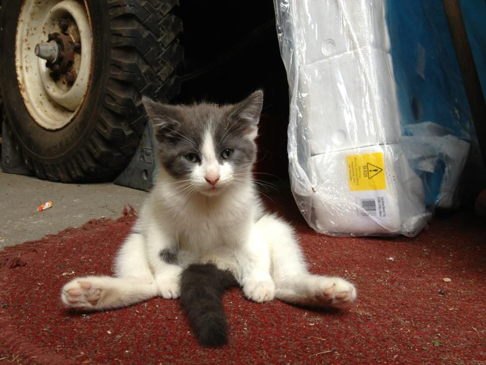 30 animals sitting like humans (30 pics) | Amazing Creatures