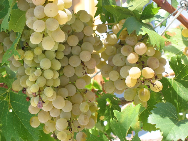 živashranjuje: Grozdje