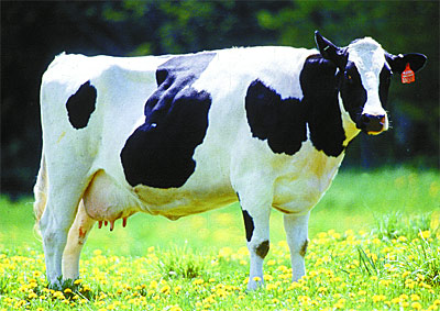 mascotas favoritas: vacas