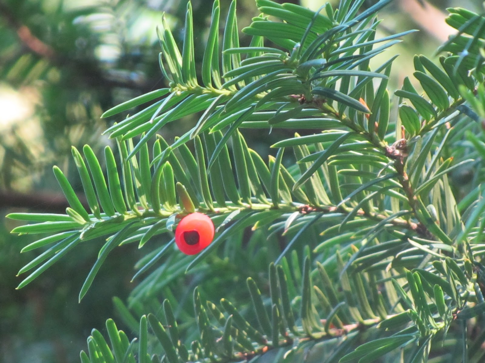 Dove Cresce il Tasso (Taxus baccata) o Albero della Morte? Come si ...
