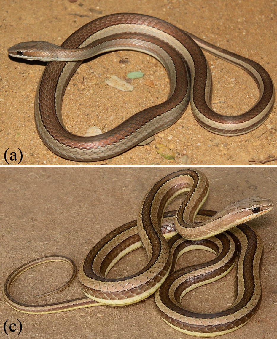 Species New to Science: [Herpetology • 2017] Records of the Indian Sand ...