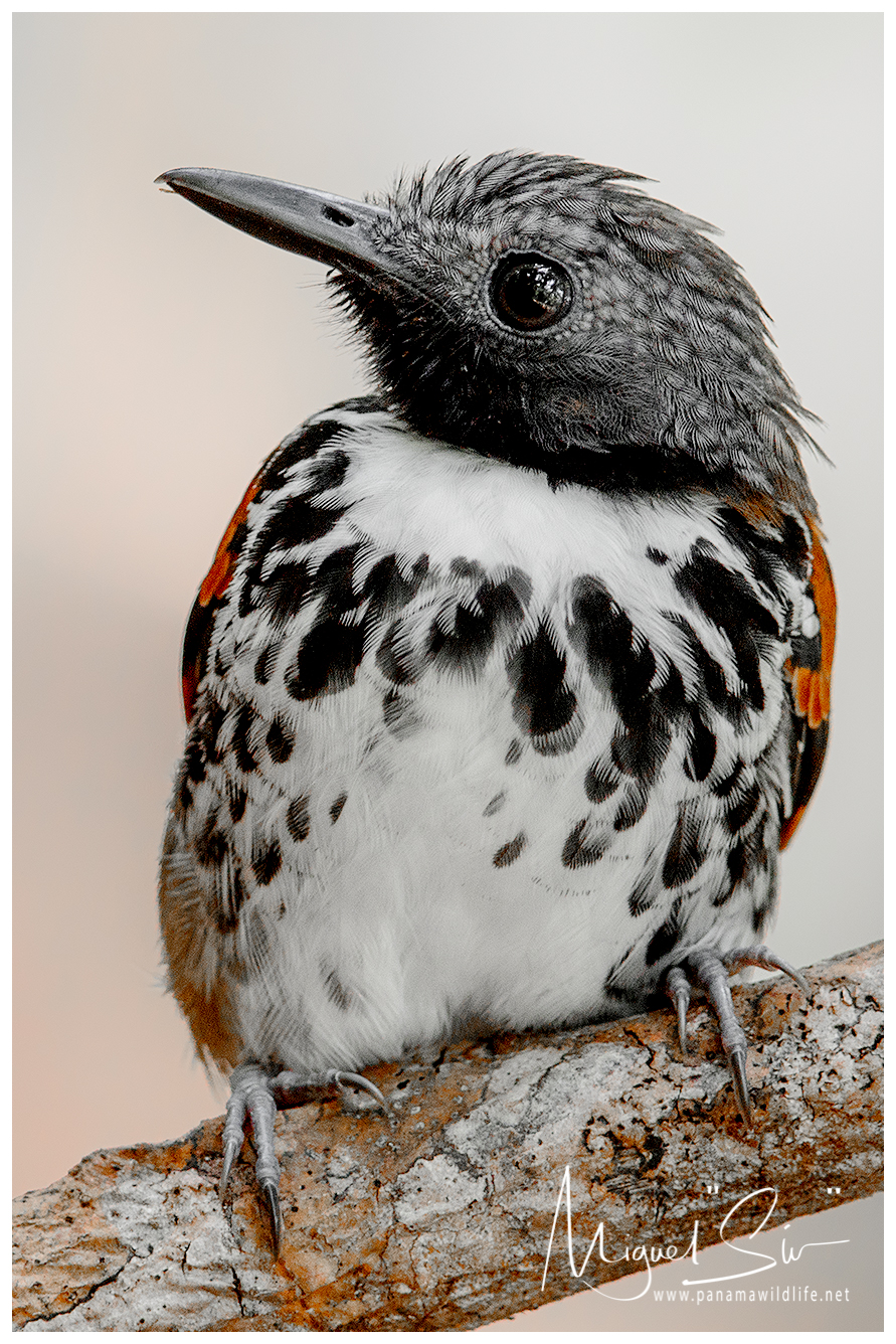 Photographing birds at an army-ant swarm