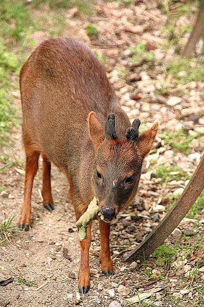 Pudu