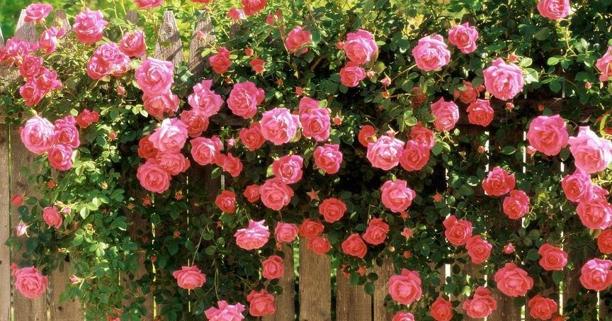 Mengenal berbagai jenis Mawar Rambat