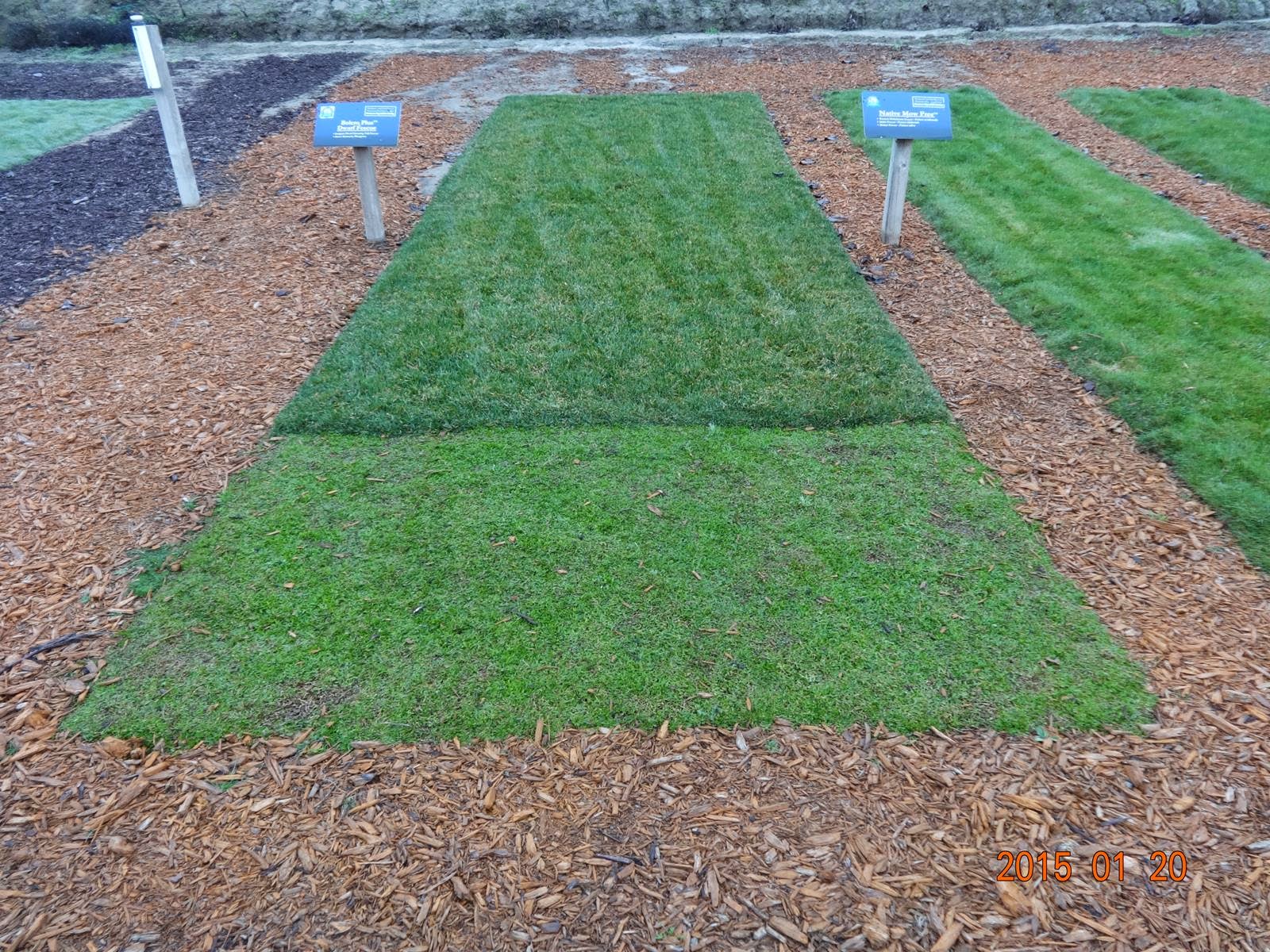 Kurapia® - UC Tested, Science Behind Water Efficient Groundcover ...