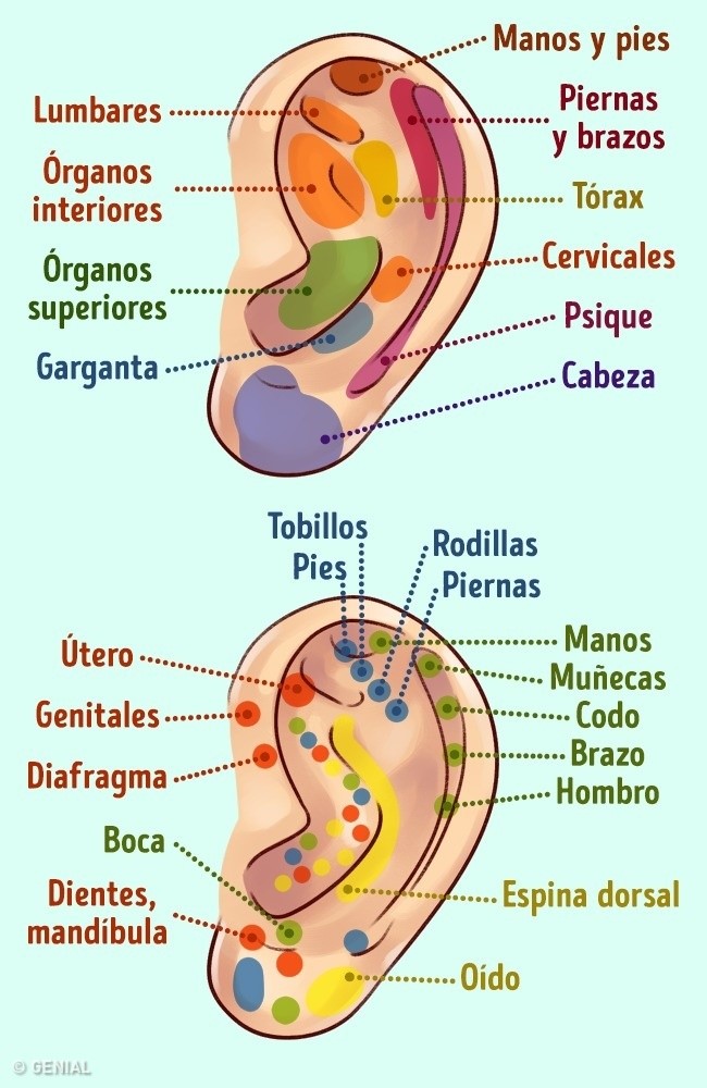 LA ESQUINA DEL SABER: LAS OREJAS