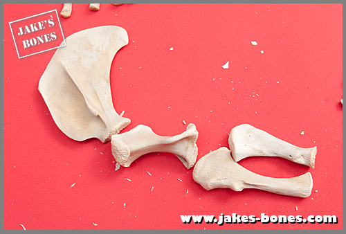 A first look at a very unusual skeleton : Jake's Bones